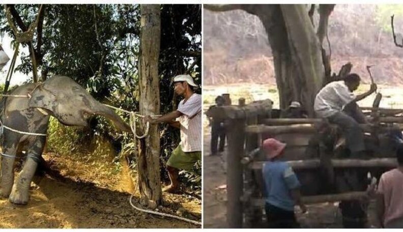 Help End The Barbaric 'Crushing' Of Juvenile Elephants - The Dodo