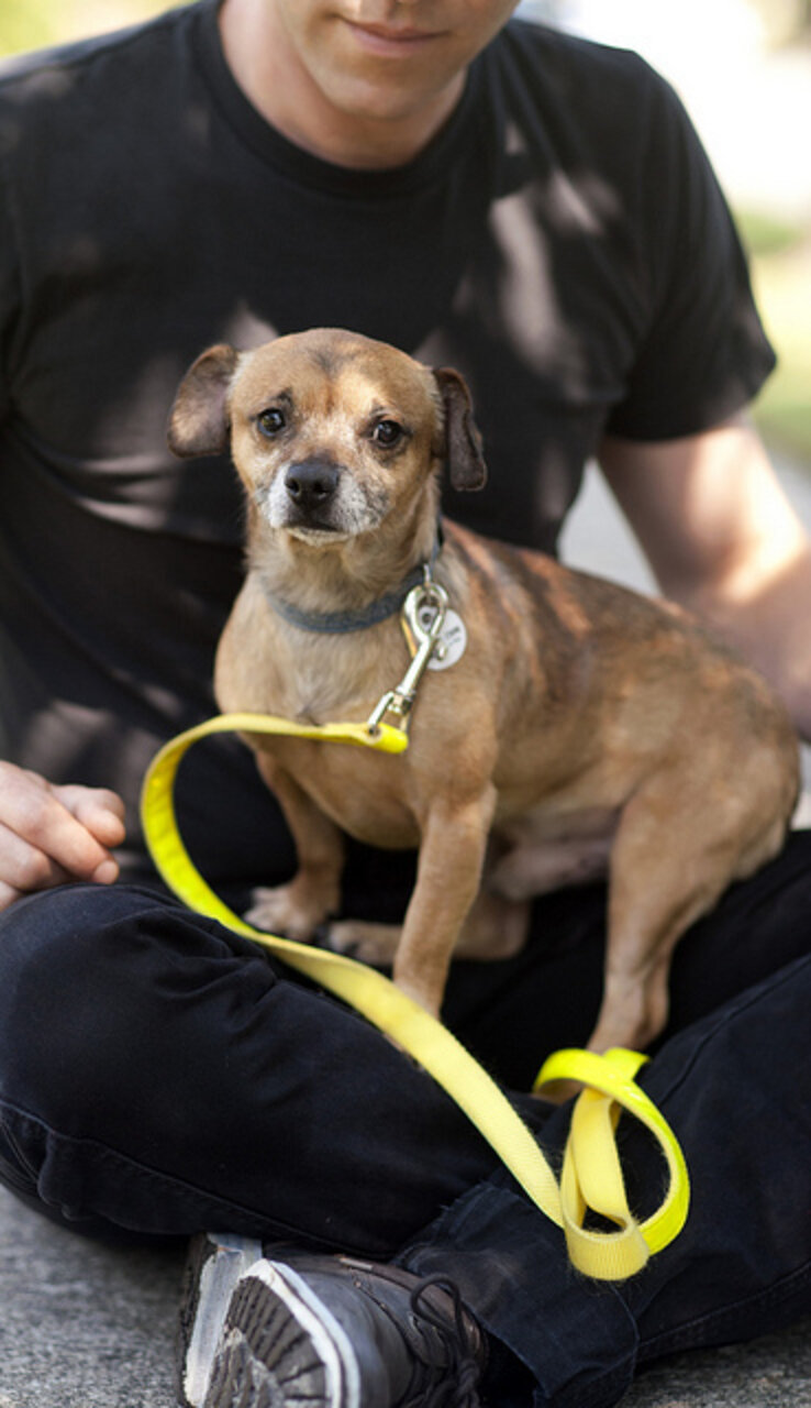What Should You Do If You See A Stray Dog? - The Dodo