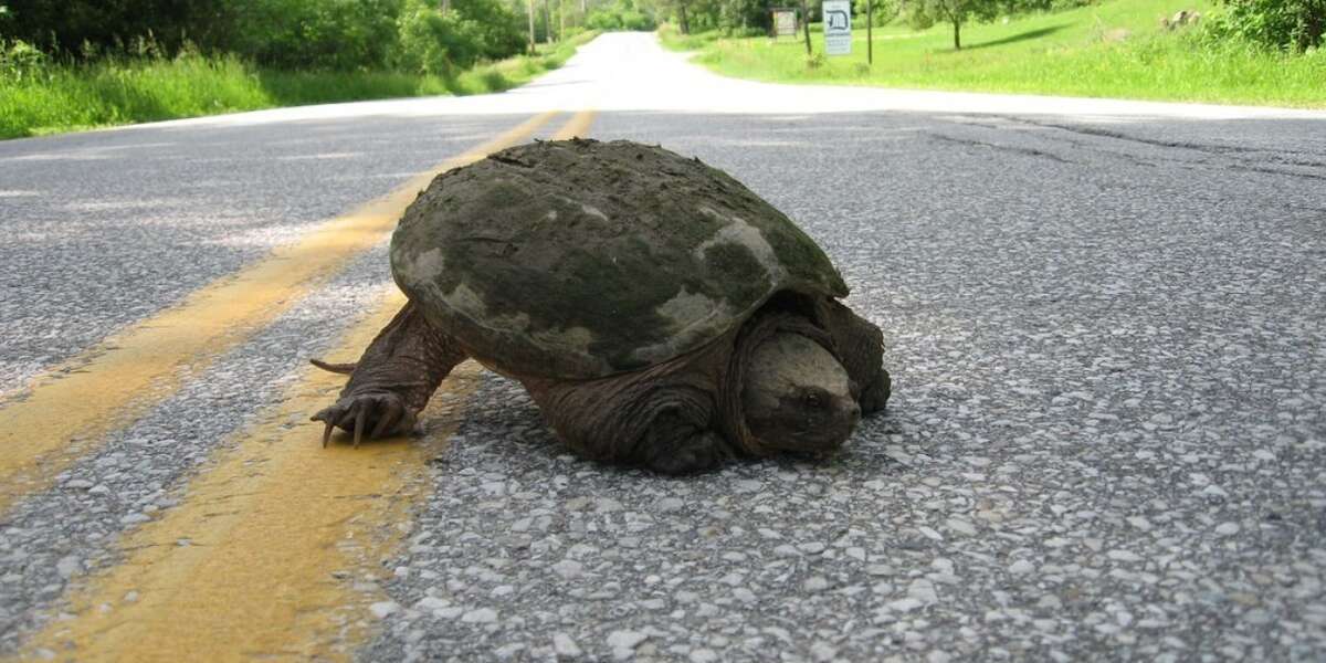 Turtles Determine The Speed Limit In One Chicago Suburb - The Dodo