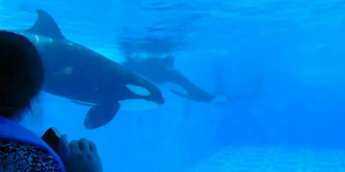 Kaylyn Jones - The Dodo