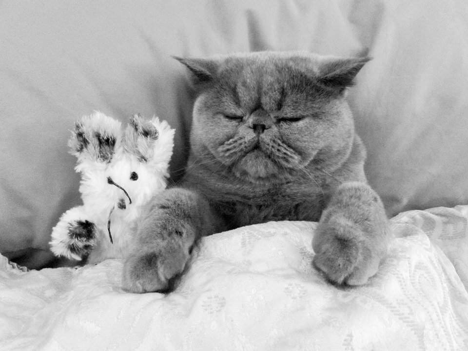 This Squishy-Faced Cat Really Doesn't Even Look Real - The Dodo