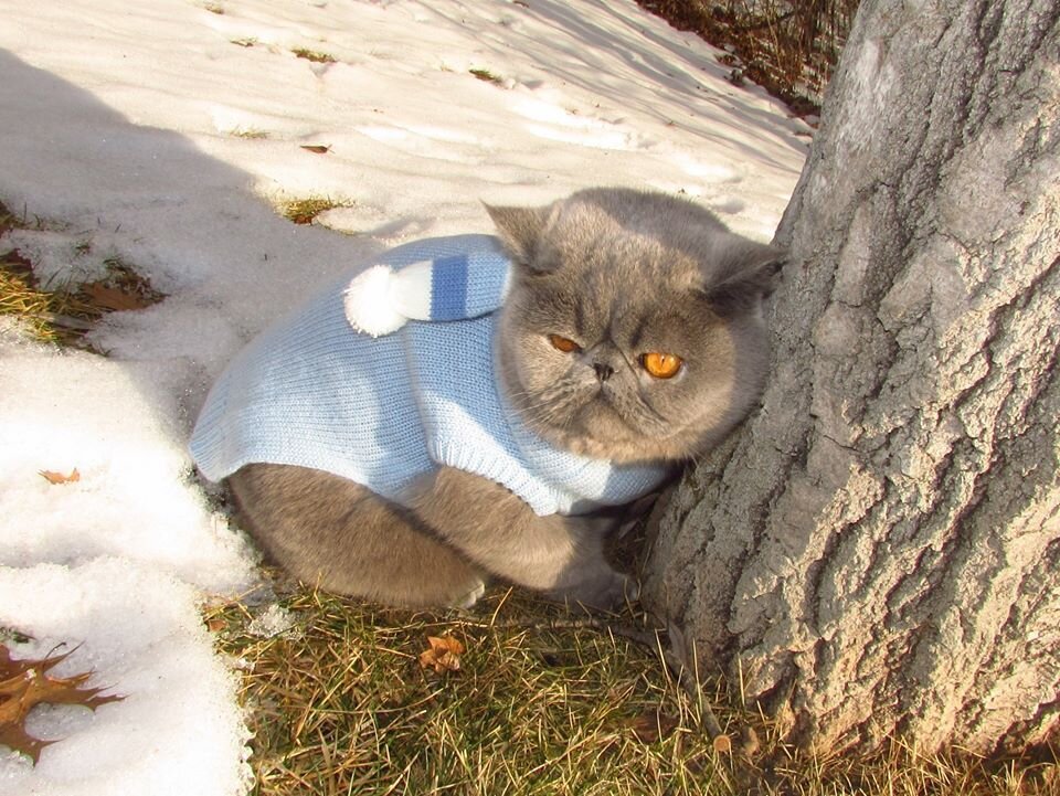 This Squishy-Faced Cat Really Doesn't Even Look Real - The Dodo