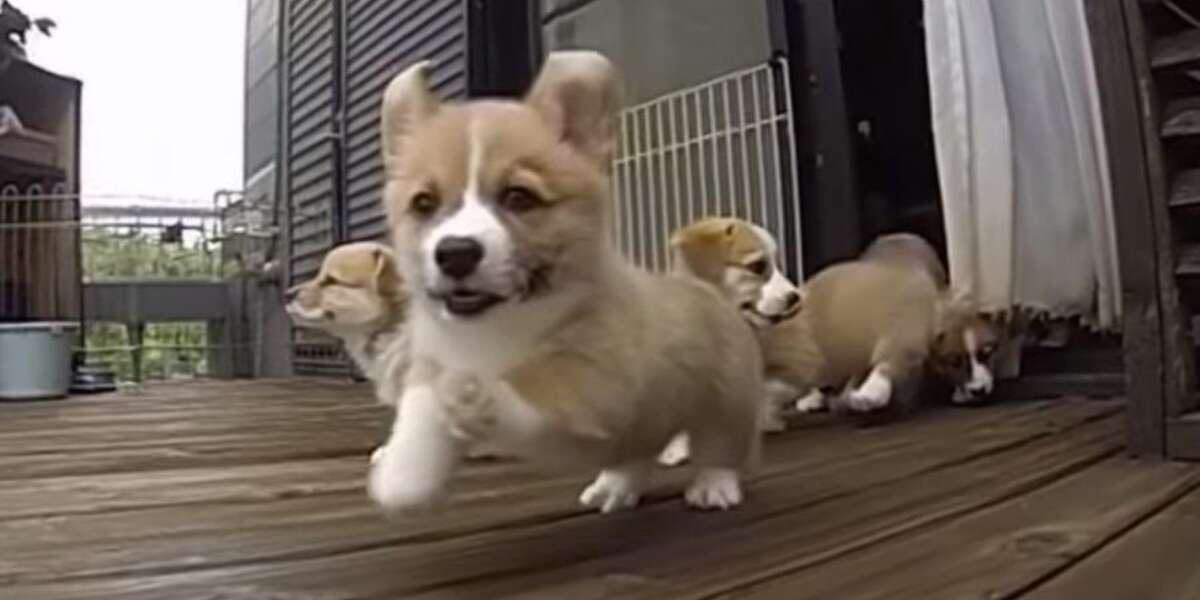 9 Slow-Motion Puppies To Fill Your Cuteness Quota - The Dodo