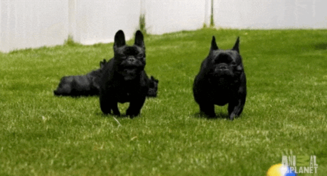 9 Slow-Motion Puppies To Fill Your Cuteness Quota - The Dodo