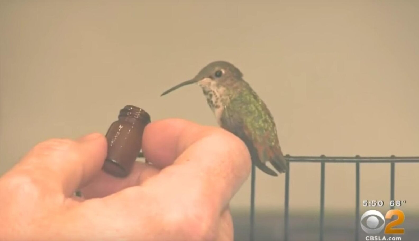 Tiny Hummingbird Falls In Love With The Dog Who Saved Her - The Dodo