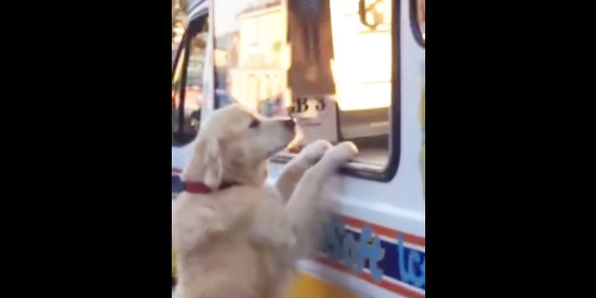 Dog And Ice Cream Man Have The Sweetest Understanding - The Dodo
