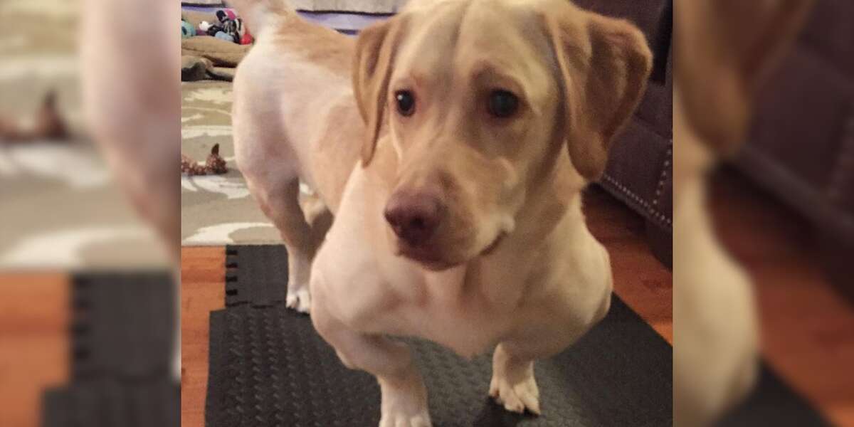 Dog With Dwarfism Learns To Walk Again - The Dodo