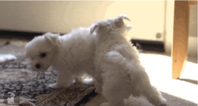 9 Slow-Motion Puppies To Fill Your Cuteness Quota - The Dodo