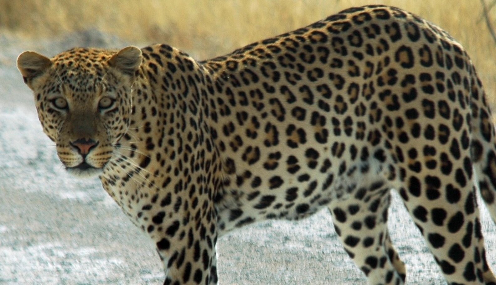 Brave Stray Dog Wards Off Leopard In India - The Dodo