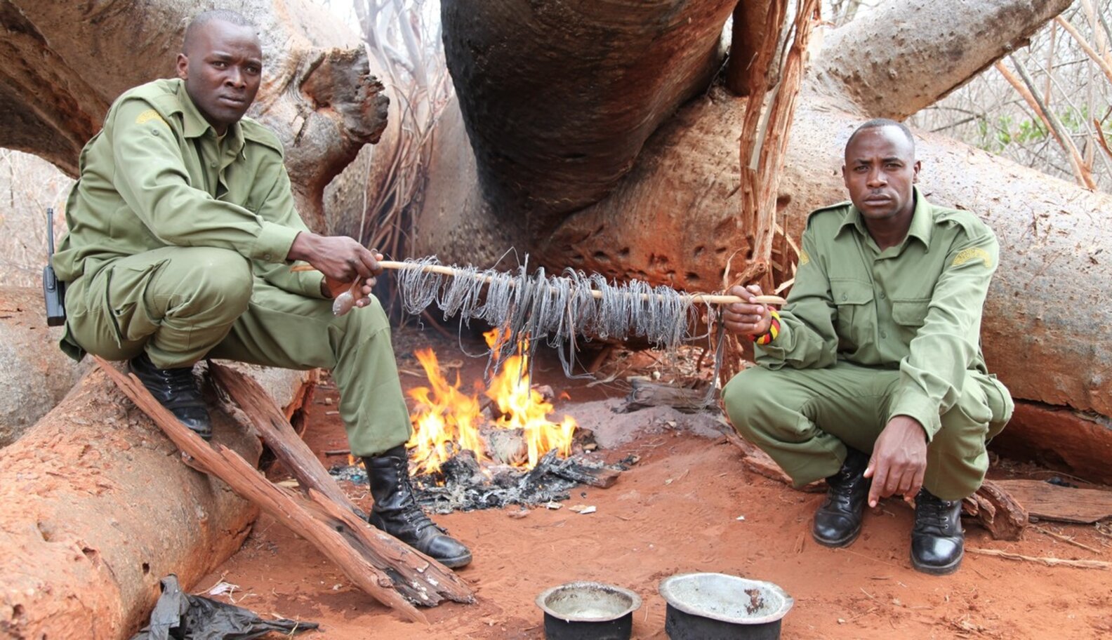 Ivory Poachers Are Not The Only Humans Killing Elephants - The Dodo