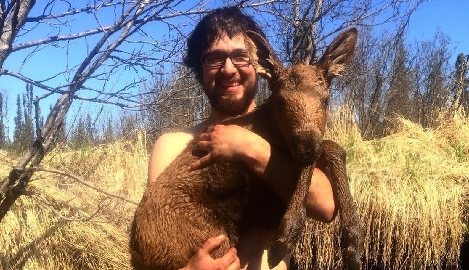 Man Saves Baby Moose From Drowning, Reunites Her With Mom - The Dodo