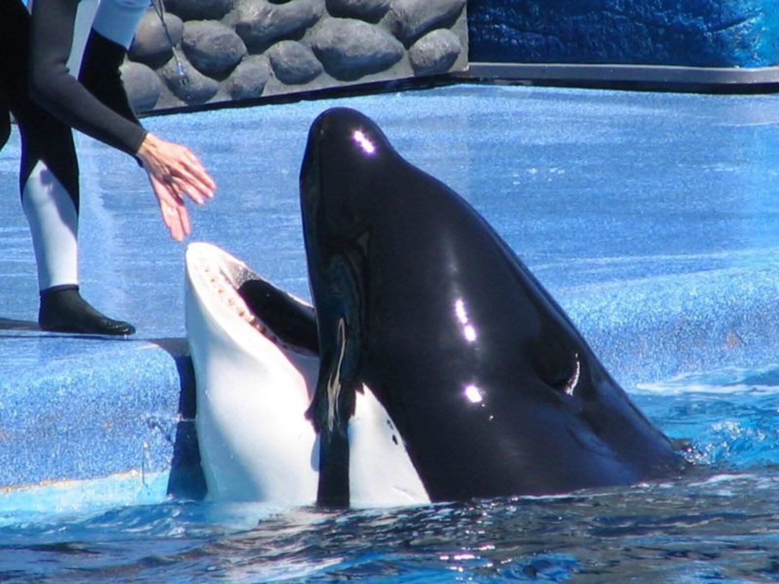 Can SeaWorld Free Tilly? - The Dodo
