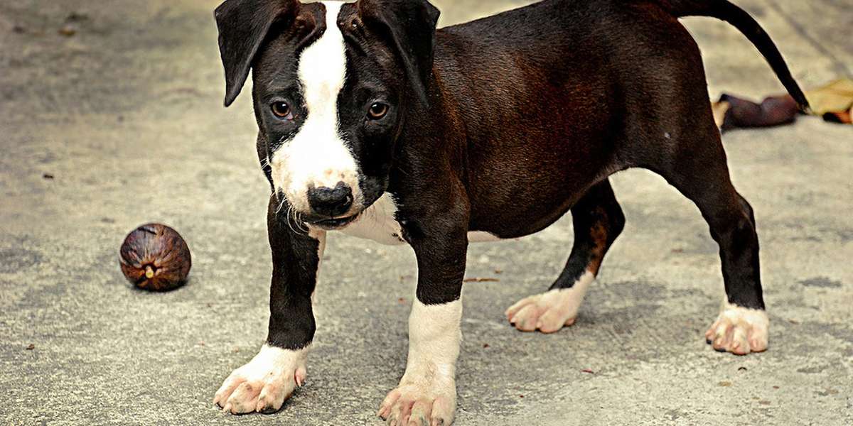 Stray Pit Bulls Facing Certain Death In Arkansas Town Get Second Chance ...