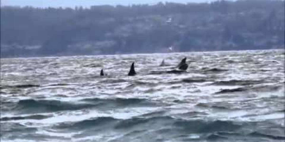[HD] Killer Whales: Canadians rush to save 11 trapped killer whales. It ...