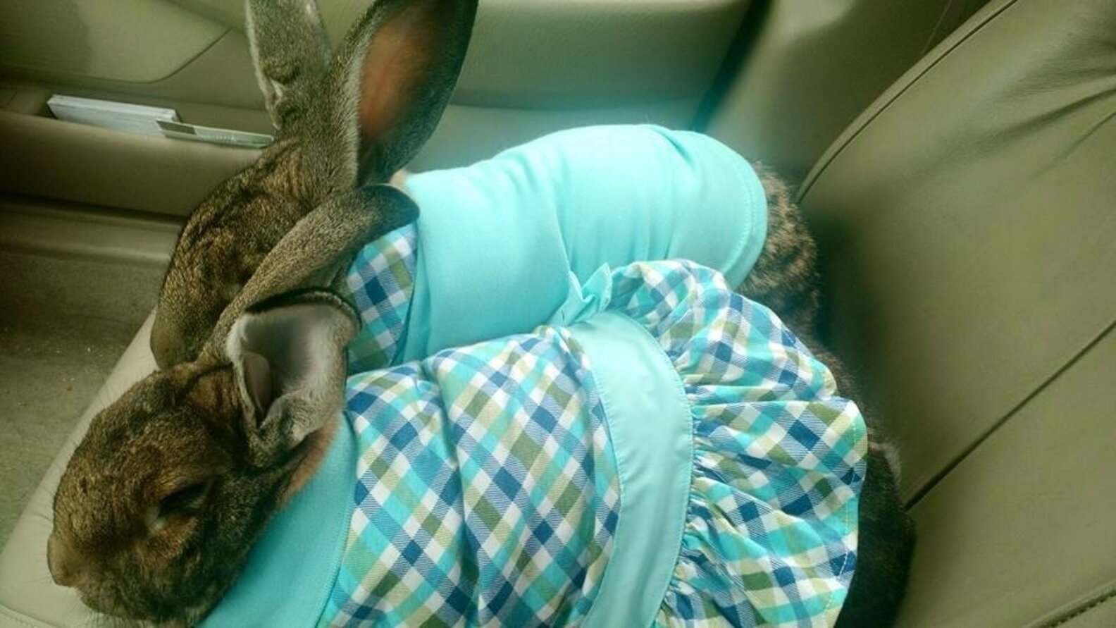 Rabbits In Tiny Sweaters Are The Perfect Therapy Animals - The Dodo