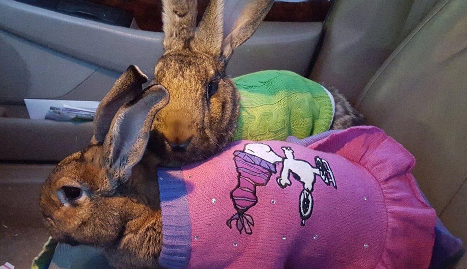 Rabbits In Tiny Sweaters Are The Perfect Therapy Animals - The Dodo