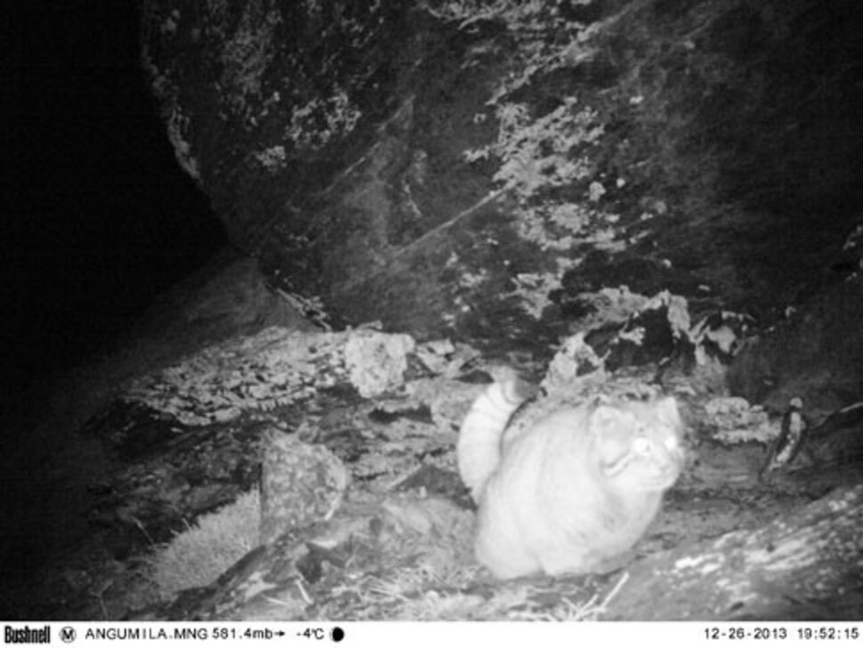 Majestic New Cat Species Discovered In Nepal - The Dodo