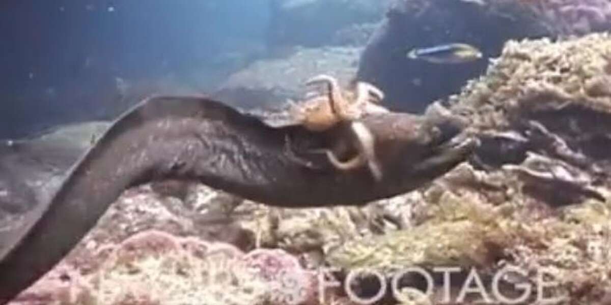 Octopus Refuses To Be Eaten By Eel, Decides To Ride Him Instead - The Dodo