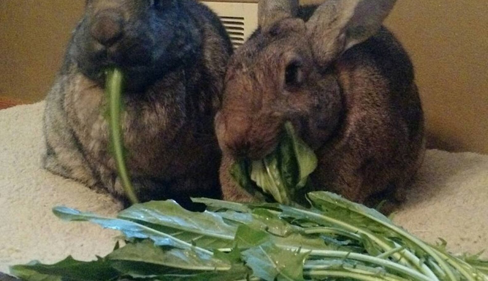 Rabbits In Tiny Sweaters Are The Perfect Therapy Animals - The Dodo