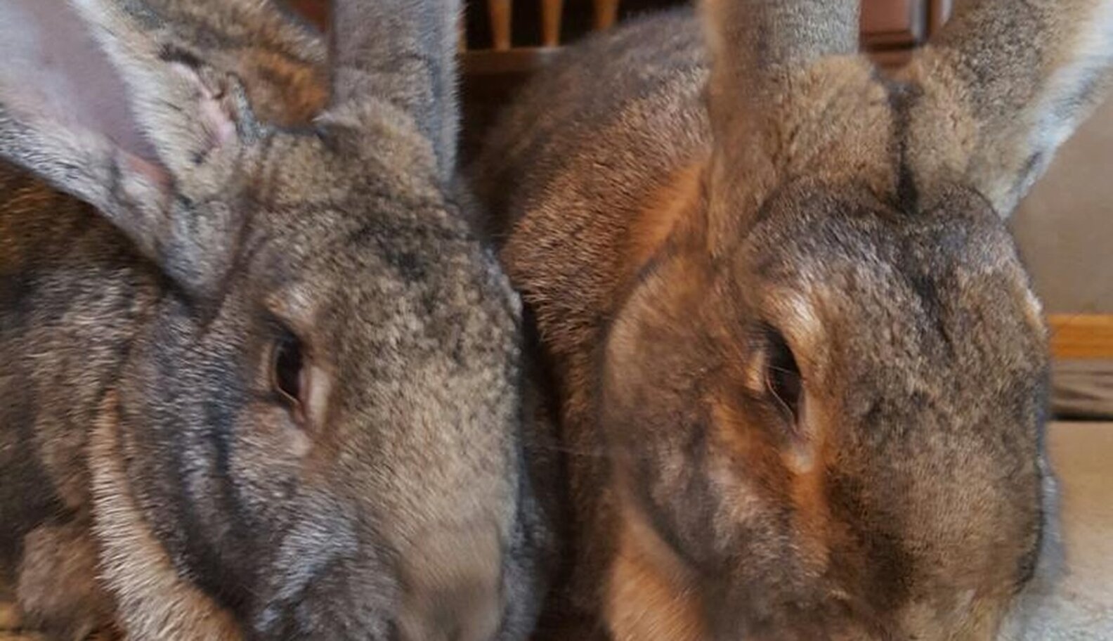 Rabbits In Tiny Sweaters Are The Perfect Therapy Animals - The Dodo