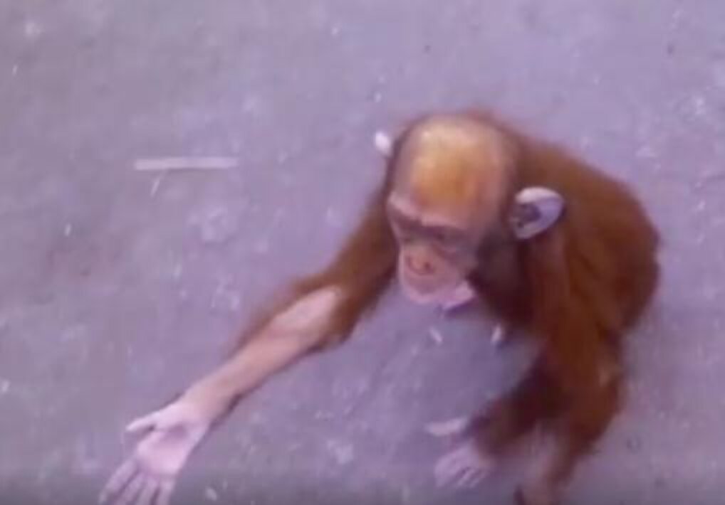Chimp Baby Saved From Pet Trade After Video Shows Her Crying - The Dodo