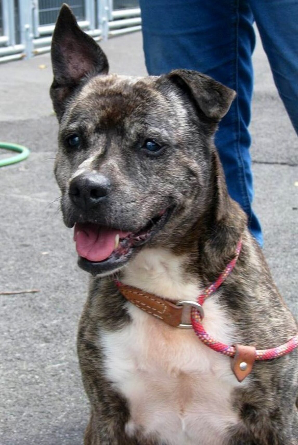 Dog Has Lived In Shelter For 11 Years — And Has Never Had A Family ...