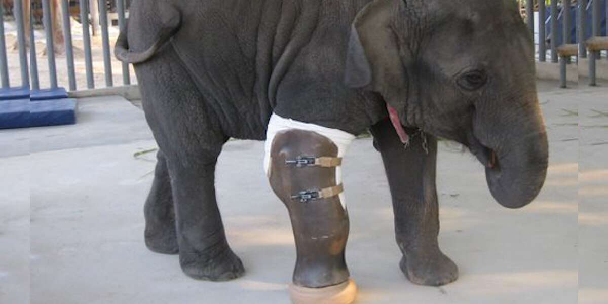 Elephant Gets A Prosthetic Leg - The Dodo