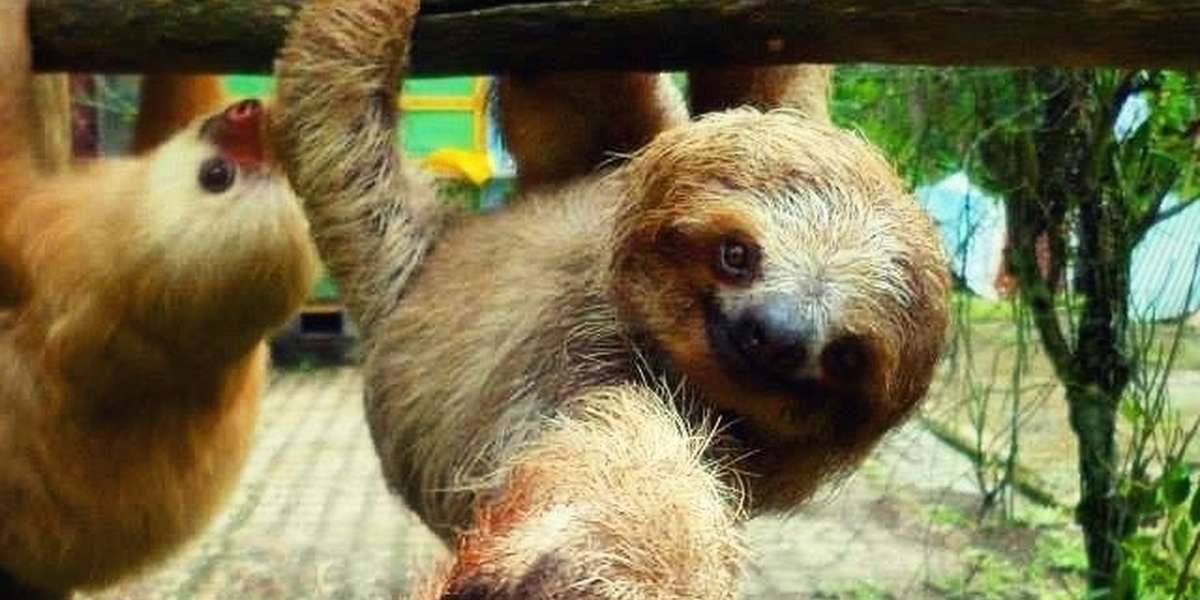 Sloths Can't Get Fat (And 5 Other Unusual Facts About Them) - The Dodo