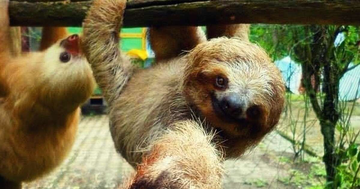 Sloths Can't Get Fat (And 5 Other Unusual Facts About Them) - The Dodo