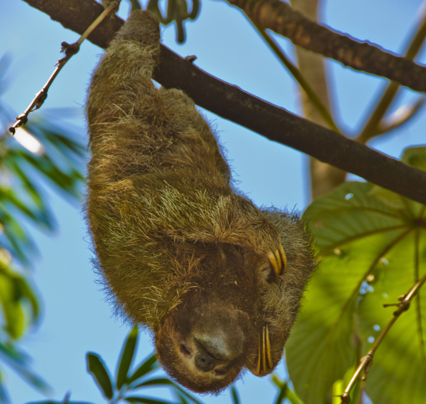 Sloths Can't Get Fat (And 5 Other Unusual Facts About Them) - The Dodo