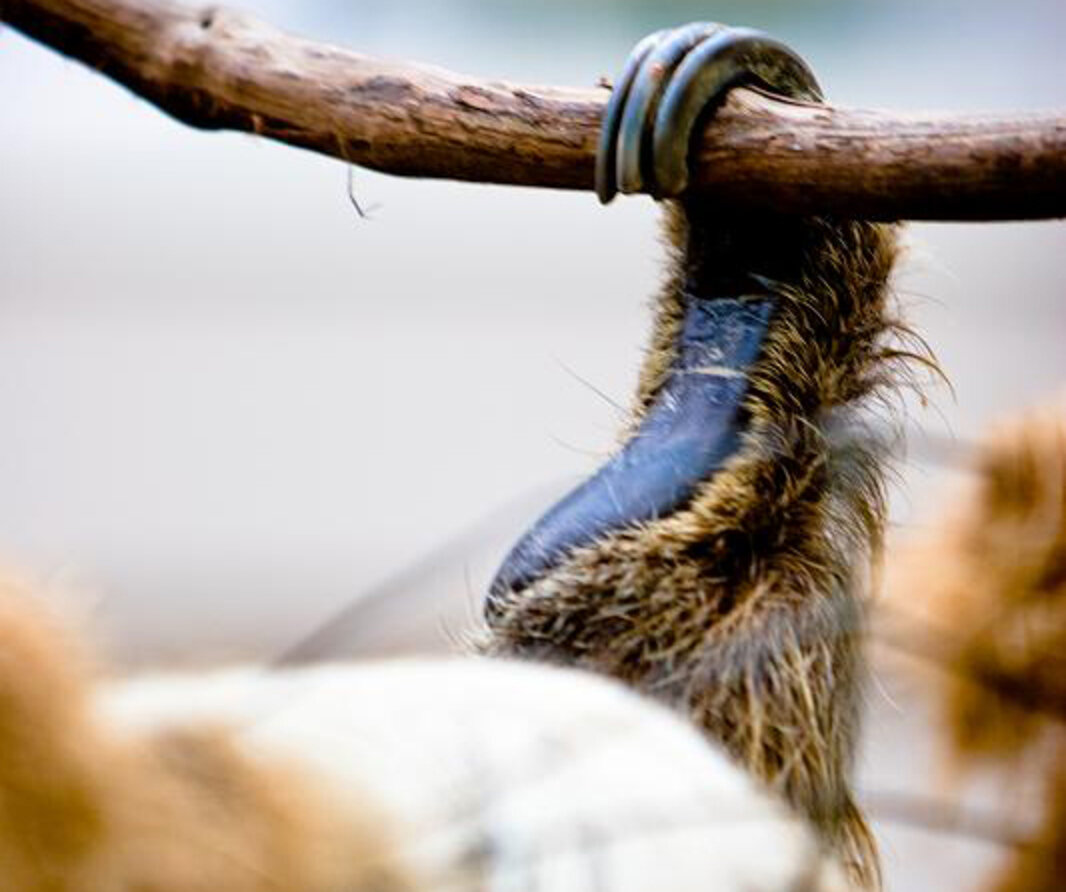 Sloths Can't Get Fat (And 5 Other Unusual Facts About Them) - The Dodo