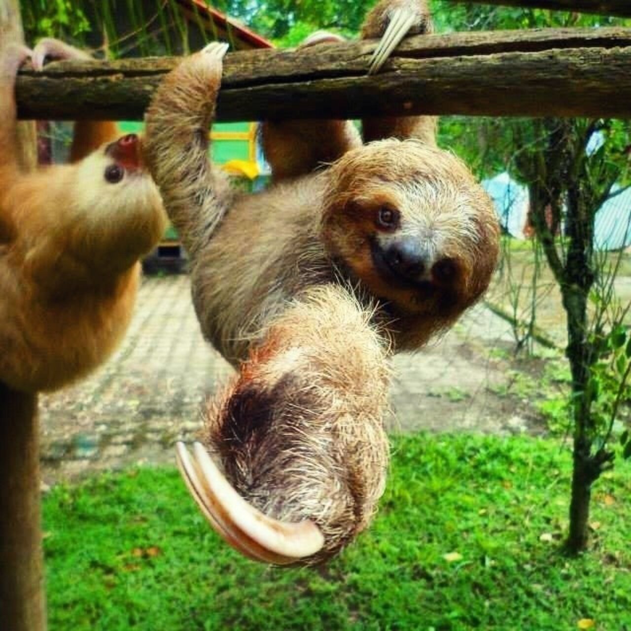 Sloths Can't Get Fat (And 5 Other Unusual Facts About Them) - The Dodo
