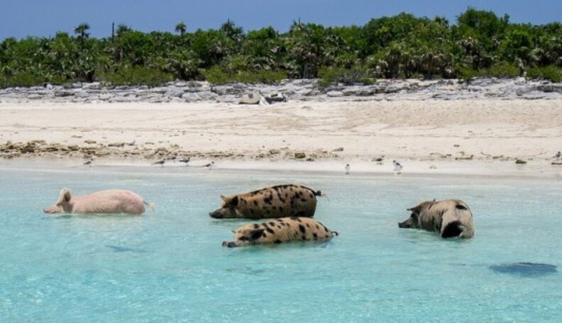 There Exists A Glorious Island Where Pigs And Humans Swim Together In ...