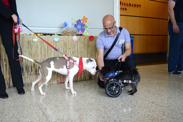 Special Dogs Teach Kids That It's OK To Be Different - The Dodo