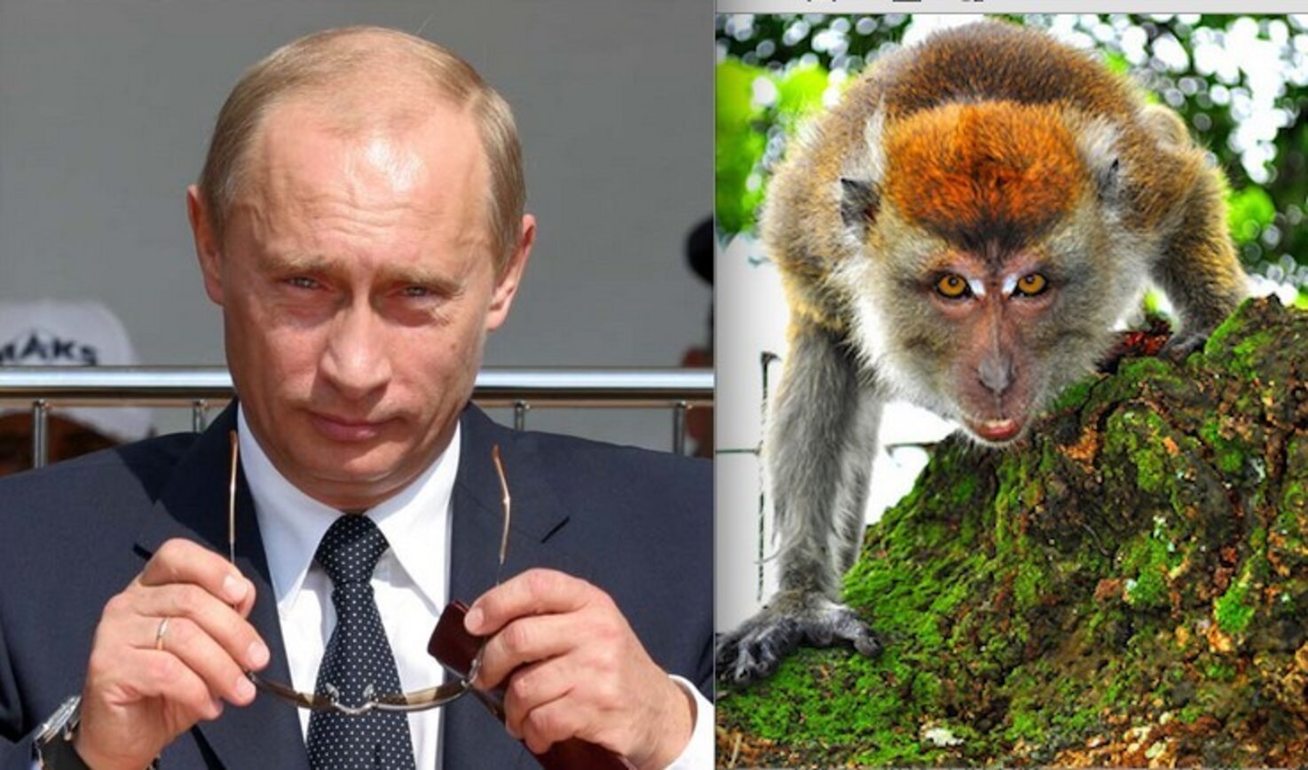 9 Animals Who Are Not Actually Vladimir Putin - The Dodo