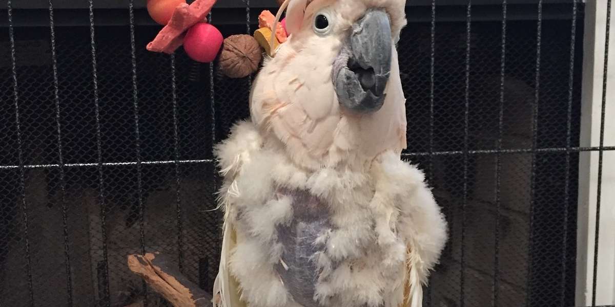 Parrot Was So Traumatized, He Screamed When People Came Near Him - The Dodo