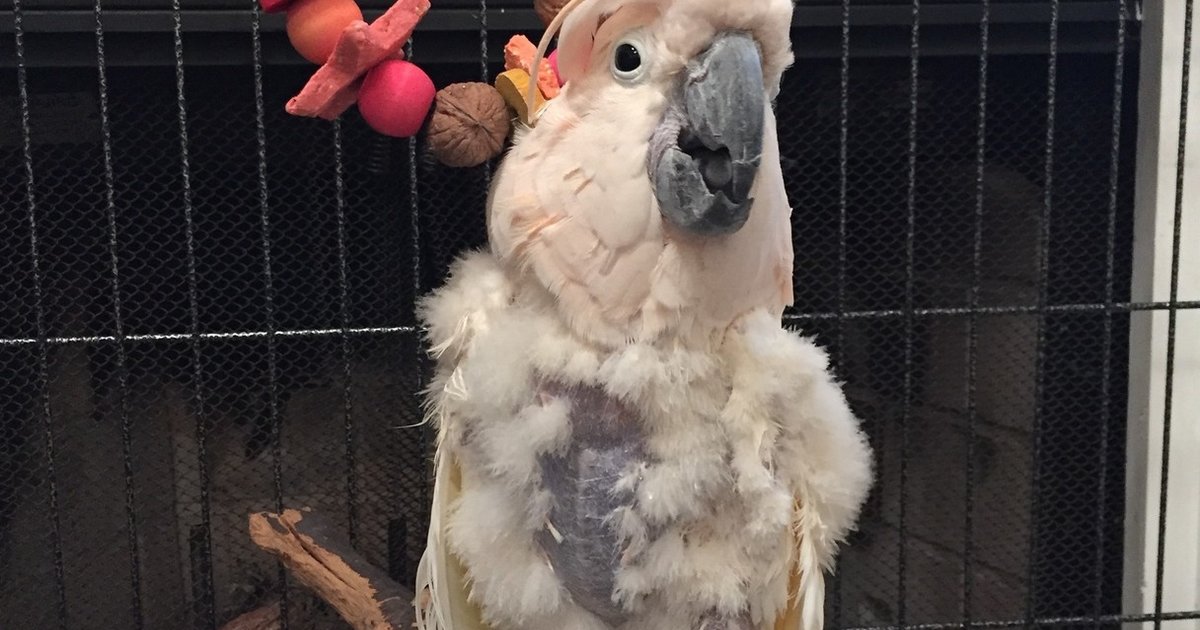 Parrot Was So Traumatized, He Screamed When People Came Near Him - The Dodo