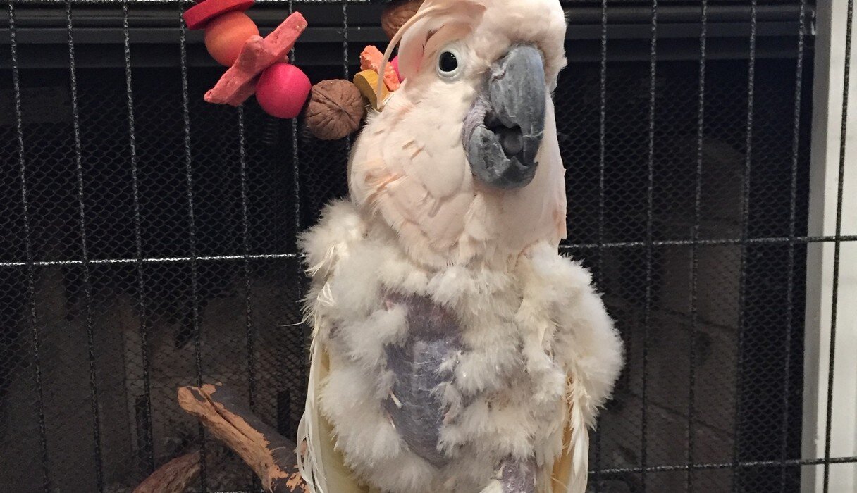 Parrot Was So Traumatized, He Screamed When People Came Near Him - The Dodo
