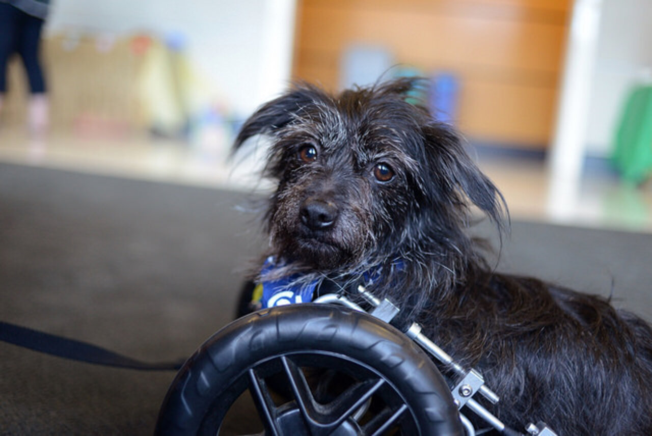 Special Dogs Teach Kids That It's OK To Be Different - The Dodo