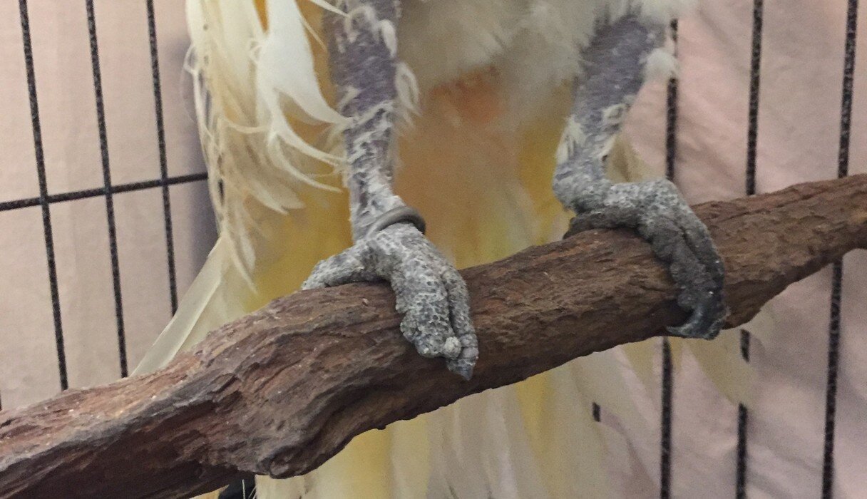 Parrot Was So Traumatized, He Screamed When People Came Near Him - The Dodo