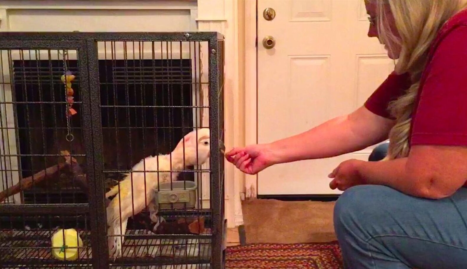 Parrot Was So Traumatized, He Screamed When People Came Near Him - The Dodo
