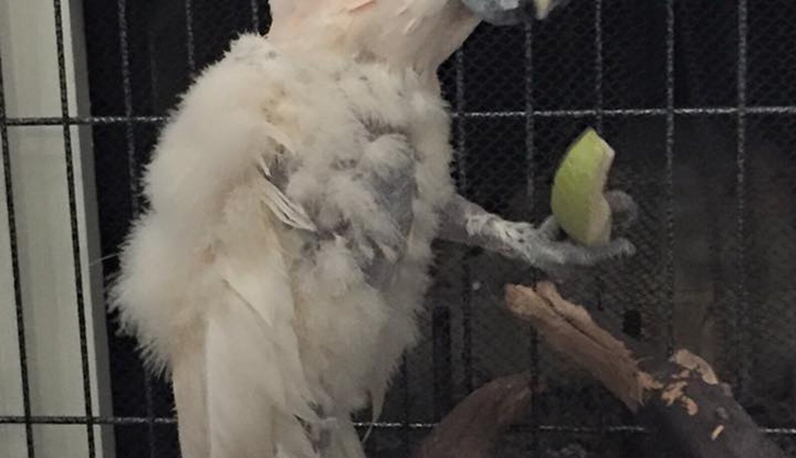 Parrot Was So Traumatized, He Screamed When People Came Near Him - The Dodo