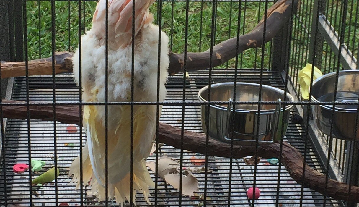 Parrot Was So Traumatized, He Screamed When People Came Near Him - The Dodo