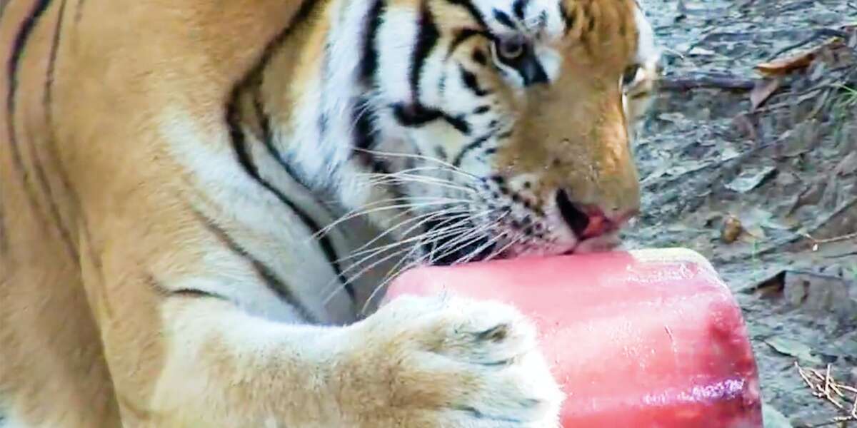 Rescued Big Cats Eating Giant Popsicles - The Dodo
