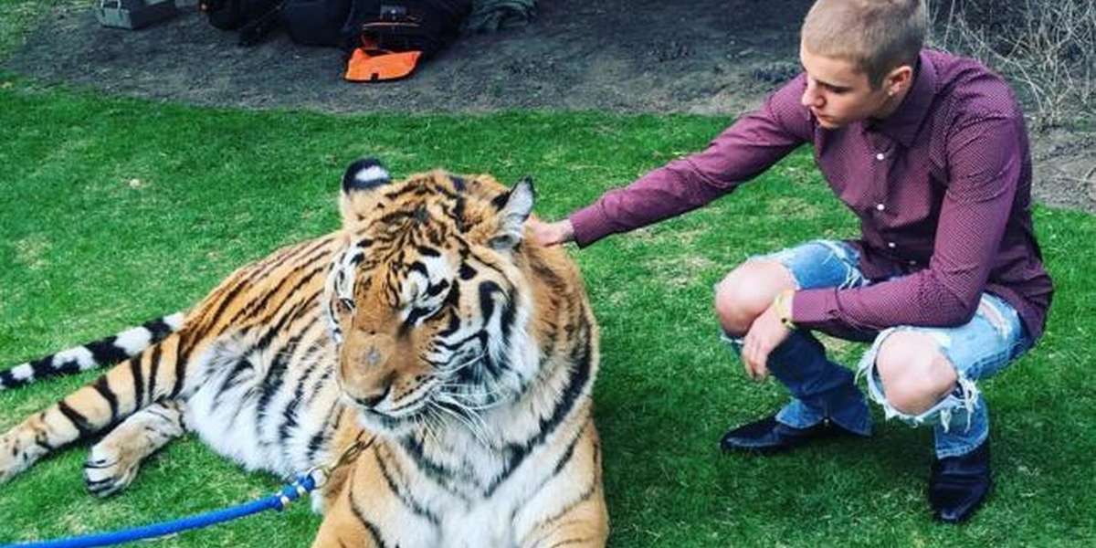 Justin Bieber Pets Leashed Tiger At Father's Engagement Party - The Dodo