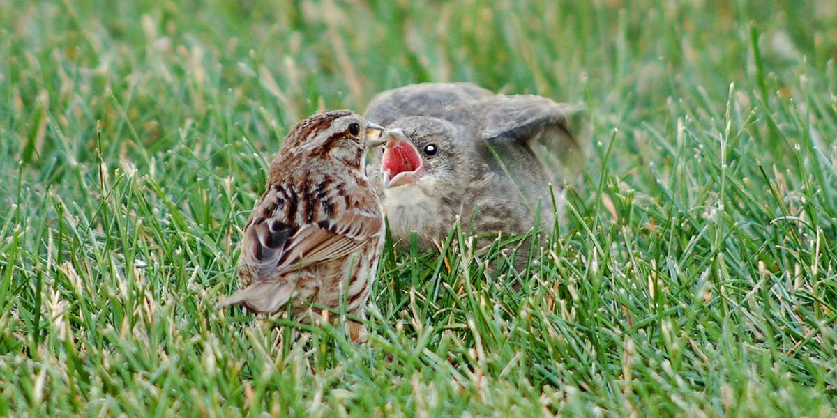 So Generous! Meet 7 Animals Who Love Giving Gifts - The Dodo