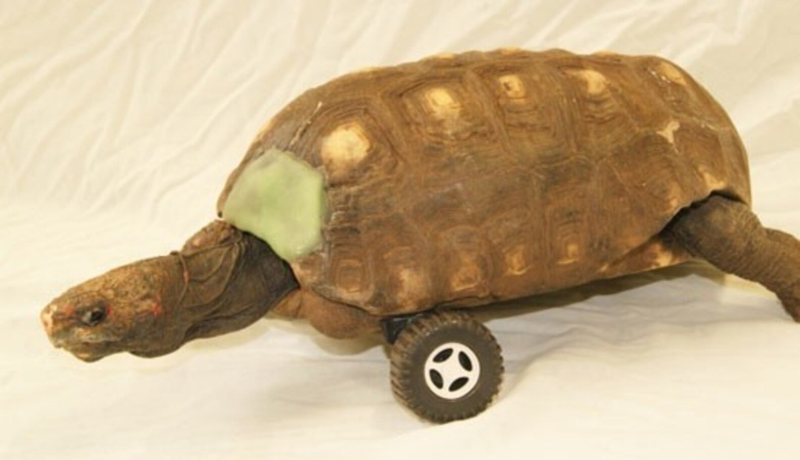 Tortoise Amputee Walks Again With Help Of A Prosthetic Wheel - The Dodo