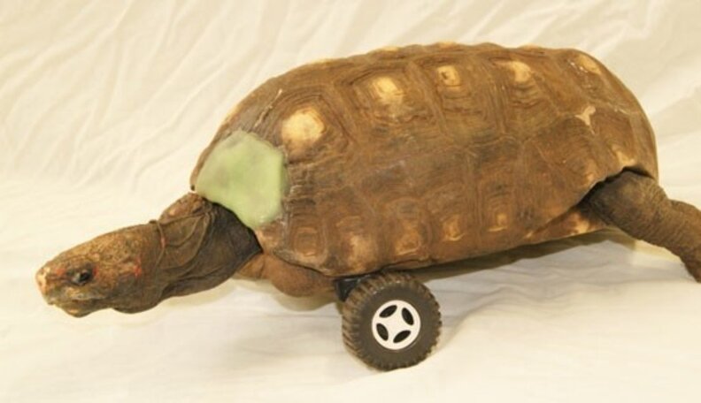 Tortoise Amputee Walks Again With Help Of A Prosthetic Wheel - The Dodo