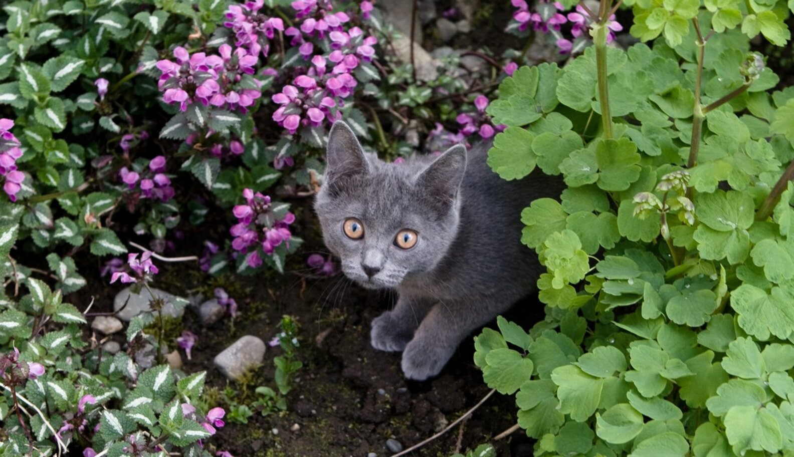 So Generous! Meet 7 Animals Who Love Giving Gifts - The Dodo