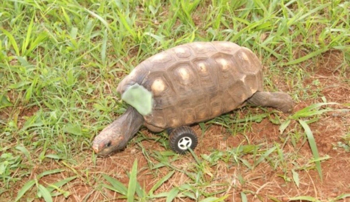 Tortoise Amputee Walks Again With Help Of A Prosthetic Wheel - The Dodo